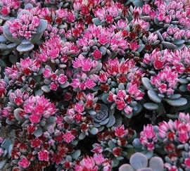 Sedum 'Blue Elf' shipped from Grower to your door