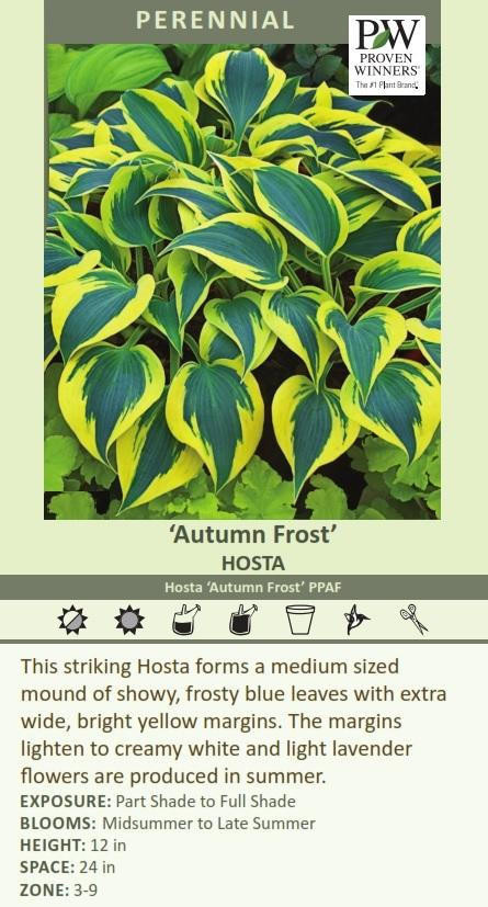 Hosta AUTUMN FROST shipped from Grower to your door