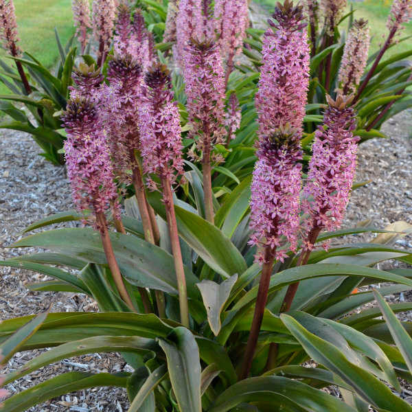 Eucomis 'African Night' shipped from Grower to your door