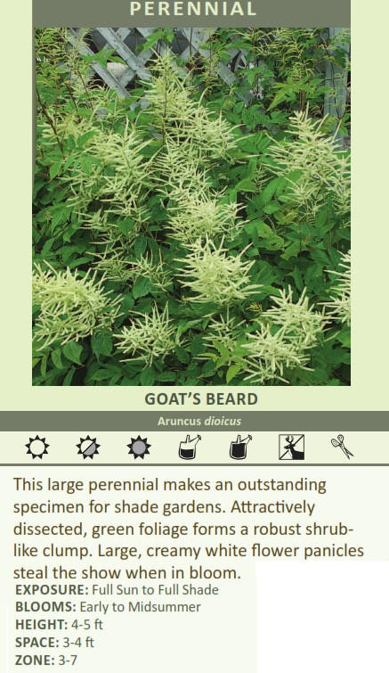 Aruncus dioicus shipped from Grower to your door
