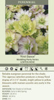 Helleborus 'Confetti Cake' shipped from Grower to your door