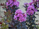 LAGERSTROEMIA 'Spiced Plum' shipped from Grower to your door