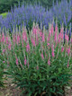 Veronica 'Perfectly Picasso'shipped from Grower to your door