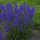 Salvia Midnight Modelshipped from Grower to your door
