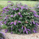 Buddleia Violet Cascade PPAF shipped from Grower to your door