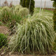 Calamagrostis Hello Spring! shipped from Grower to your door