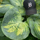 Hosta Sound of Music shipped from Grower to your door
