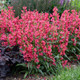 Penstemon b. 'Rose Rhinestones' (30)ct Flat - Bloomin Designs Nursery