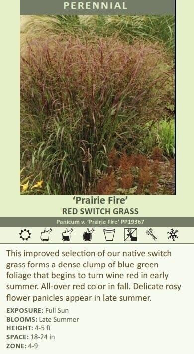Panicum virgatum 'Prairie Fire' | Perennial Plant Sale | Bloomin ...