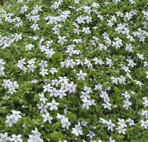 Isotoma fluviatilis 'Blue Star Creeper' shipped from Grower to your door