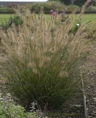 Pennisetum alopecuroides 'Piglet' | Perennial Plant Sale | Bloomin ...