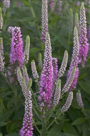 Veronica 'Pink Potion' | Perennial Plant Sale | Bloomin Designs Nursery