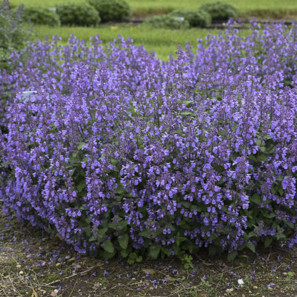 Nepeta Picture Purrfect shipped from Grower to your door