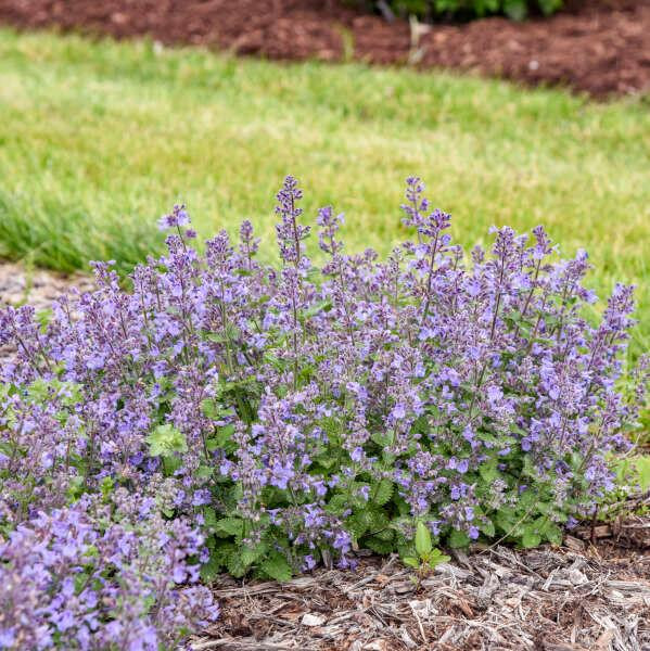 Nepeta 'Catwalk Queen' shipped from Grower to your door
