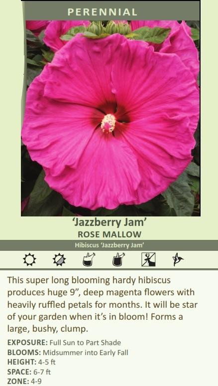 Hibiscus 'Jazzberry Jam' shipped from Grower to your door