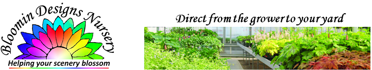 Astilbe Pink | Perennial Plant Sale | Bloomin Designs Nursery