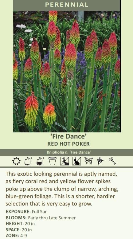 Kniphofia hirsuta 'Fire Dance' shipped from Grower to your door