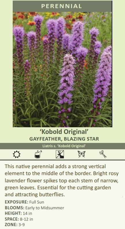 Liatris spicata 'Kobold Original' shipped from Grower to your door