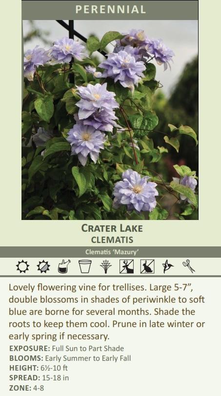Clematis CRATER LAKE ('Mazury') shipped from Grower to your door