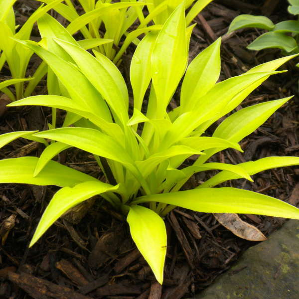 Hosta Munchkin Fire shipped from Grower to your door
