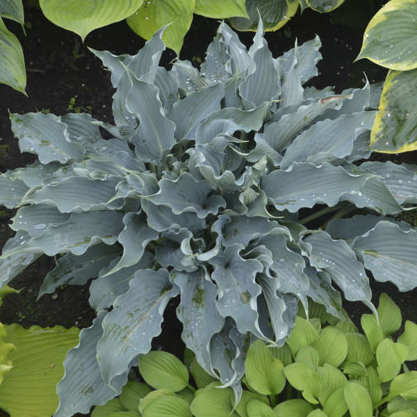 Hosta 'Waterslide'shipped from Grower to your door