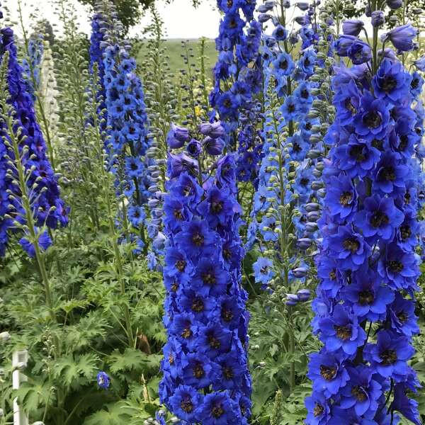 Delphinium Blue Buccaneers shipped from Grower to your door