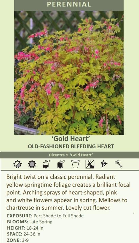 Dicentra spectabilis 'Gold Heart' shipped from Grower to your door