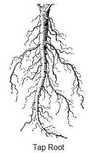 The root of the perennial plant - Bloomin Designs Nursery