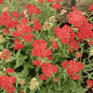OUTSTANDING & UPSTANDING! Achillea Sassy Summer - Bloomin Designs Nursery