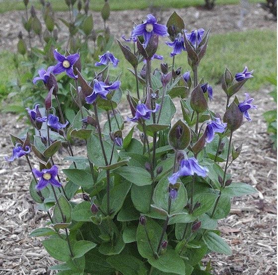 New Perennials - Bloomin Designs Nursery