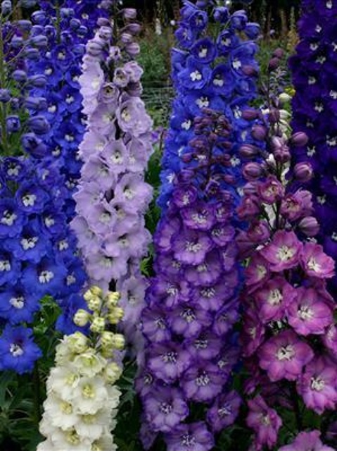 Colorful and graceful, Delphiniums a beauty of the ages - Bloomin ...