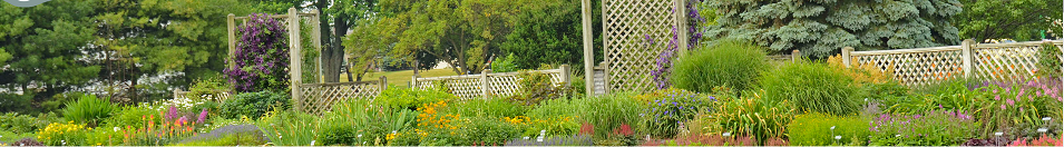 What is a perennial? - Bloomin Designs Nursery