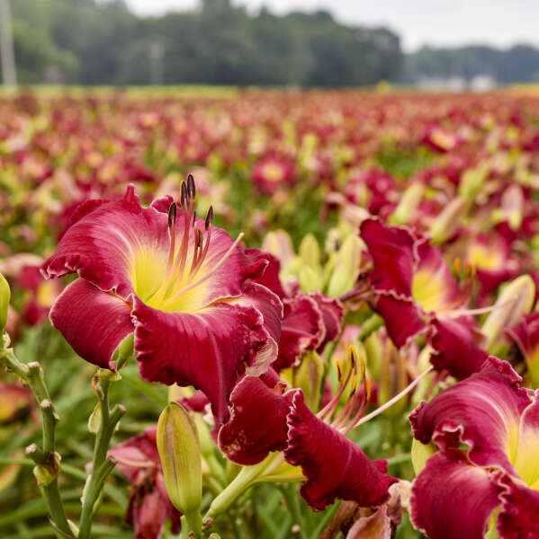 Some of next season's new perennials are: - Bloomin Designs Nursery