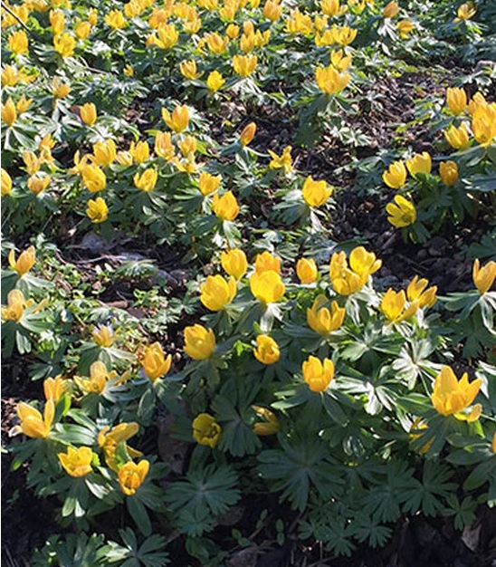 Hypericum calycinum Saint John’s Wort - Bloomin Designs Nursery