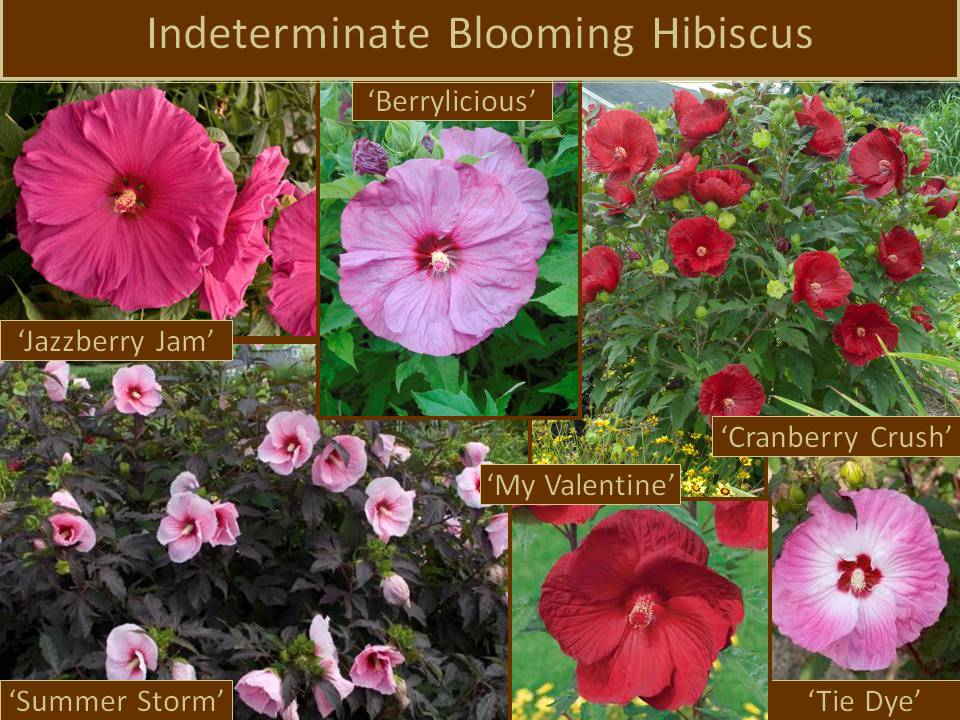 Not all Hibiscus are created equal - Bloomin Designs Nursery