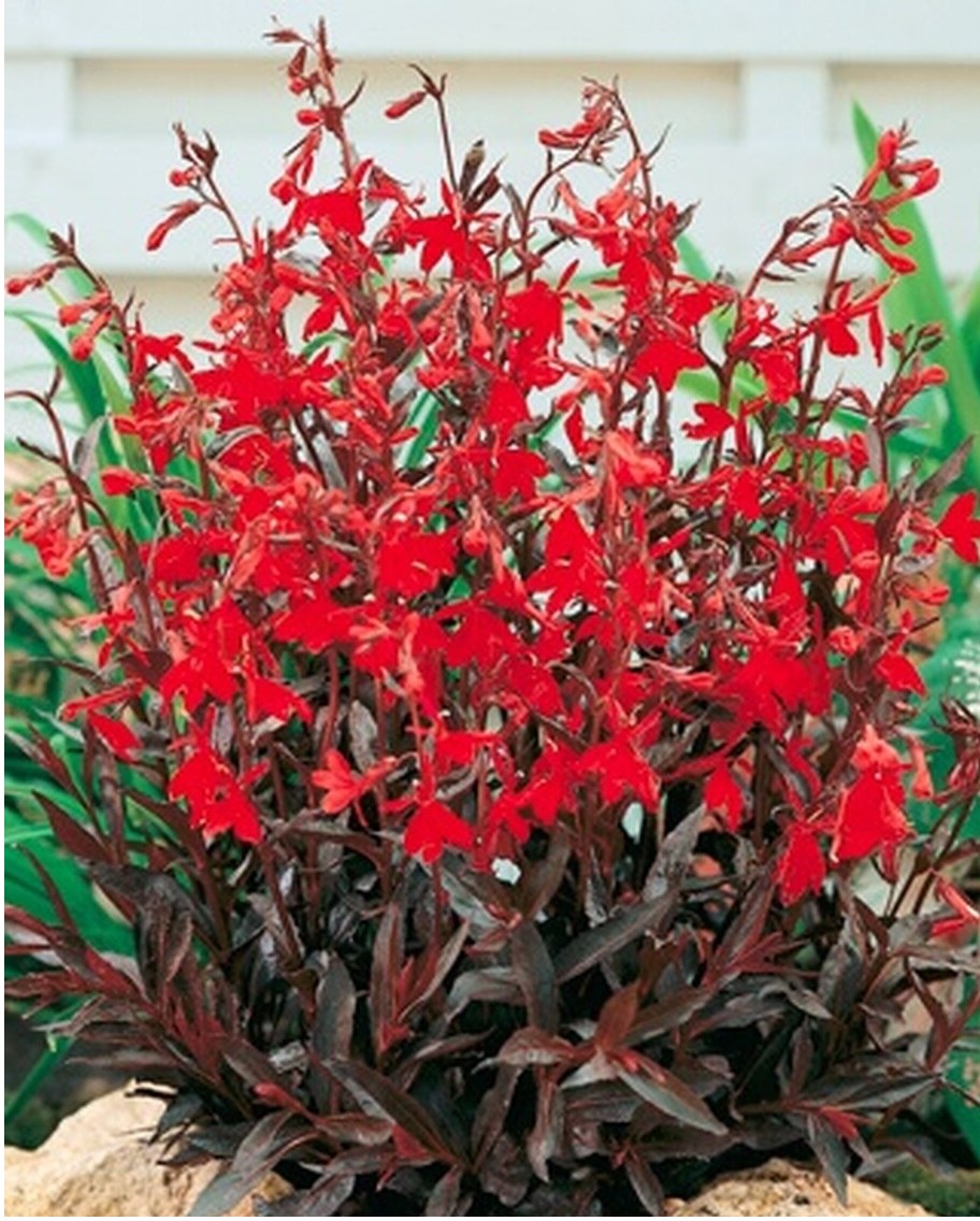 SOME LIKE IT WET! - Bloomin Designs Nursery