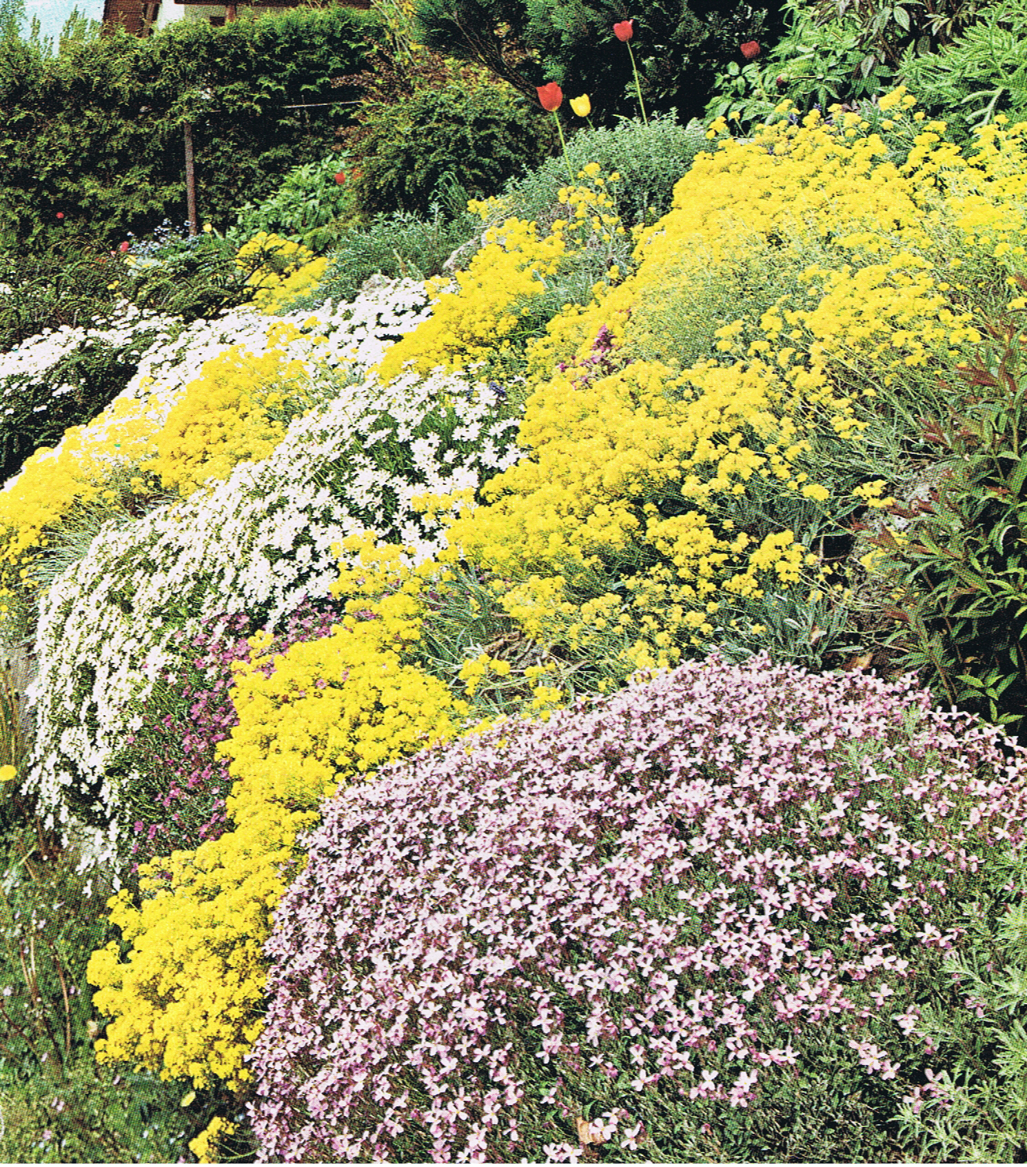 Groundcover perennial plants for interest, texture and soil erosion ...