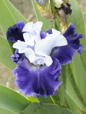 Iris 'World Premier' shipped from Grower to your door