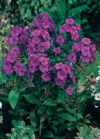 Phlox paniculata 'Nicky' | Perennial Plant Sale | Bloomin Designs Nursery