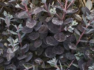 Sedum 'Sunset Cloud' shipped from Grower to your door
