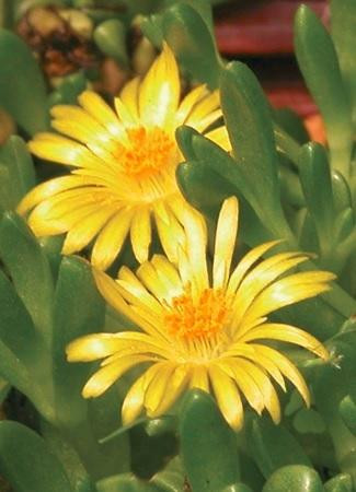 Delosperma nubigena shipped from Grower to your door