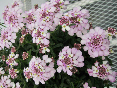 Iberis sempervirens 'Pink Ice' shipped from Grower to your door