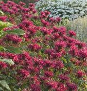 Monarda 'Raspberry Wine' shipped from Grower to your door