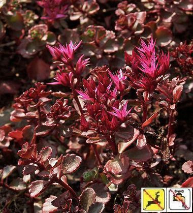 Sedum spurium 'Voodoo' shipped from Grower to your door