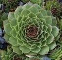 Sempervivum 'Red Rubin' shipped from Grower to your door
