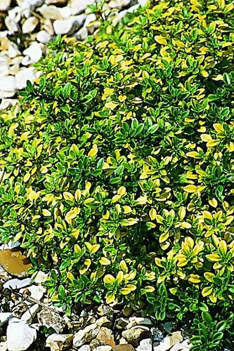 Thymus citriodorus 'Archers Gold' shipped from Grower to your door