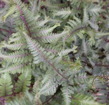 Athyrium niponicum 'Apple Court' shipped from Grower to your door