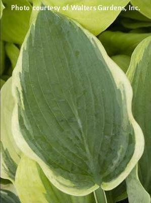 Hosta BARBARA ANN shipped from Grower to your door