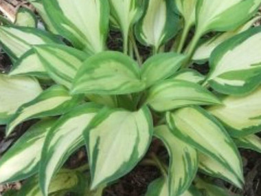 Hosta CHERRY BERRY shipped from Grower to your door