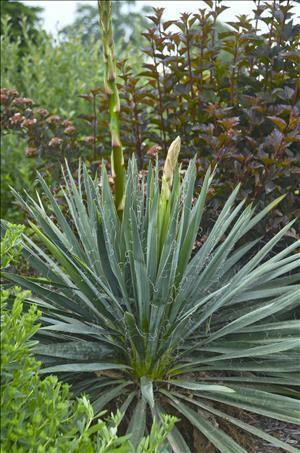 Yucca f. 'Excalibur' shipped from Grower to your door